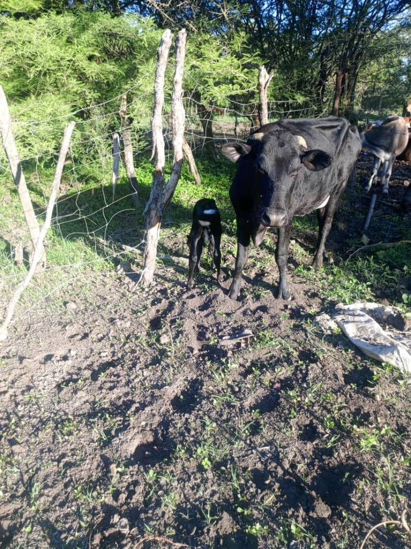 Unlocking the Future of Dairy Farming | ADRA Zambia